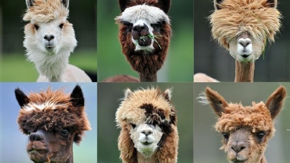 Photos: It's alpaca shearing season in Austria | KOMO