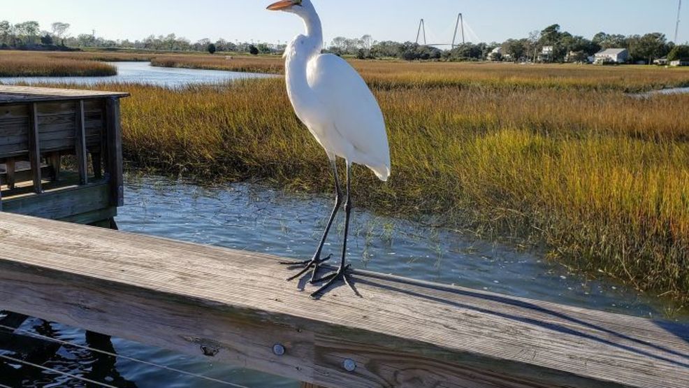 Photo of the Day: Dock Bird | WCIV