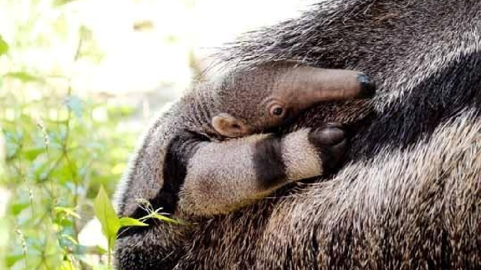 Giant anteater baby born at Roger Williams Zoo | WJAR