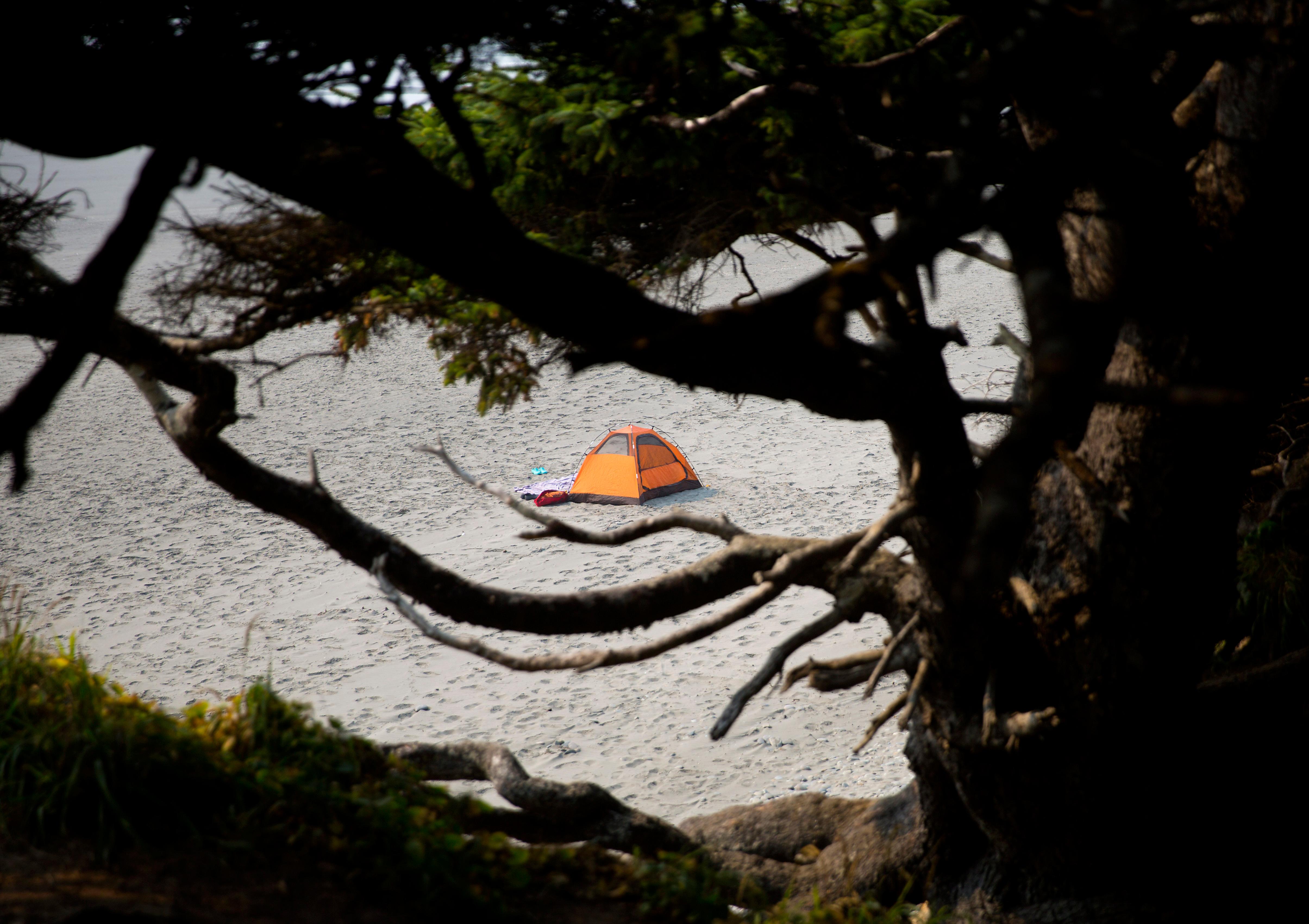 Photos: The Tree of Life in Forks, WA is straight out of a storybook ...