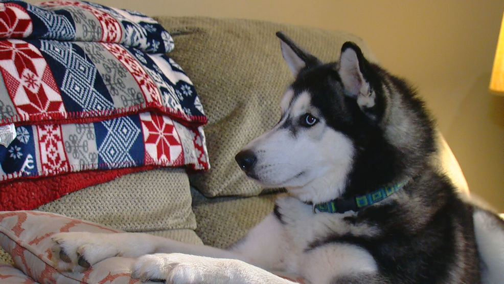Local family reunited with missing husky after 7 months | WKRC