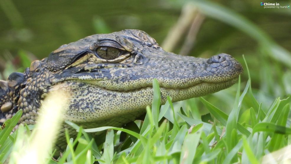 Photo of the Day: Baby Gator | WCIV