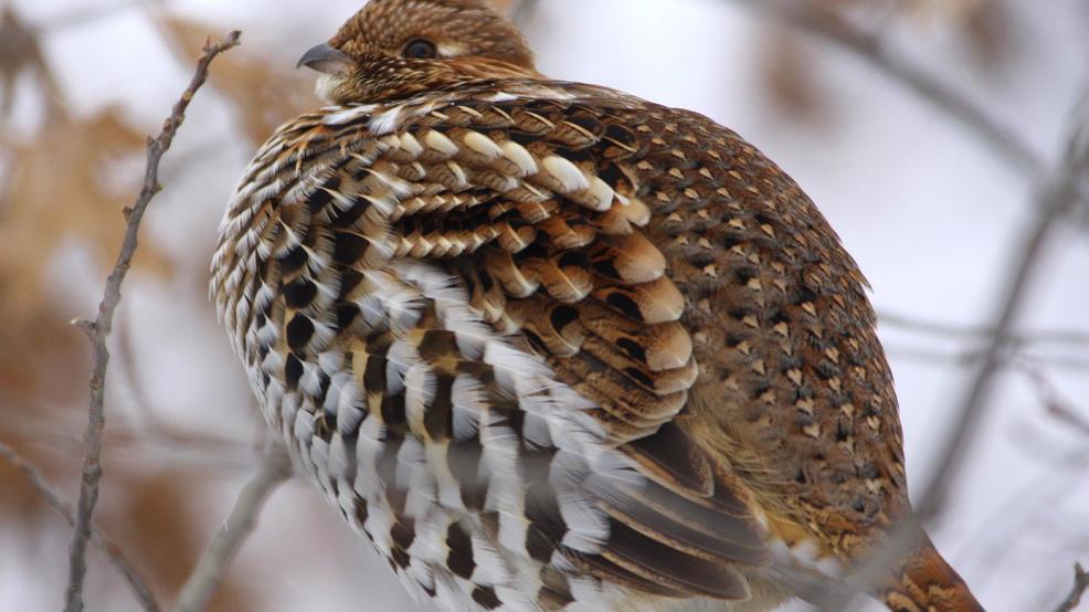 Michigan collects ruffed grouse for West Nile virus testing | WLUK