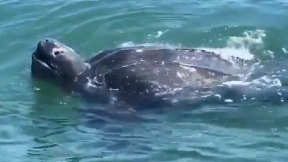 VIDEO | Leatherback sea turtle surprises charter boat captain off ...